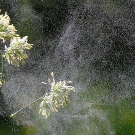 Natural White Musk – Ambrette - Essential Oils