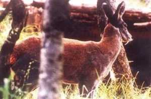 Himalayan Musk Deer