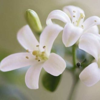 Natural White Musk – Ambrette - Essential Oils