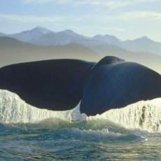 Philosophy of perfume (part 2): The language of scents - Natural Perfumery